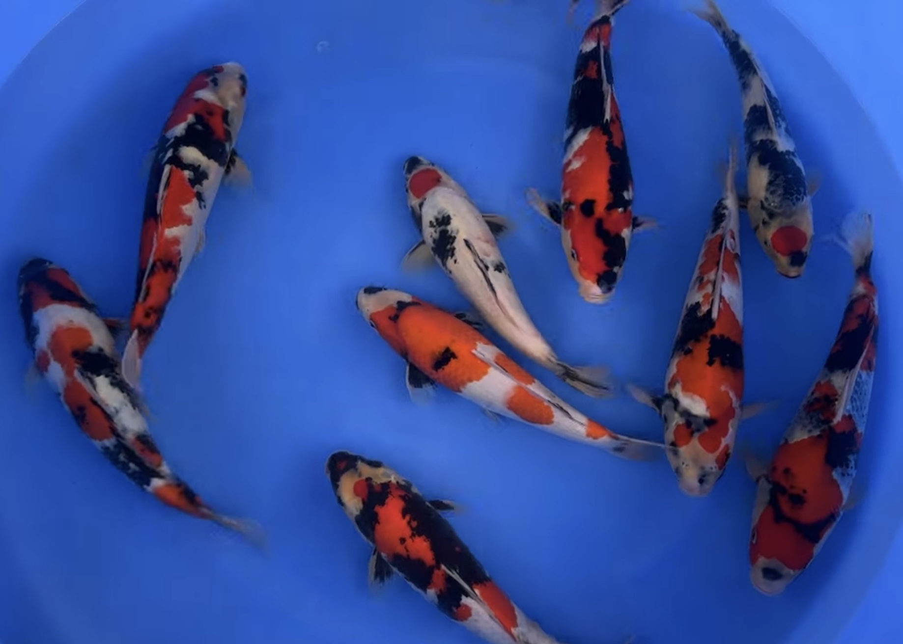 Coming soon: Nieuwe koi 2024 - Koi Centrum Noord Nederland